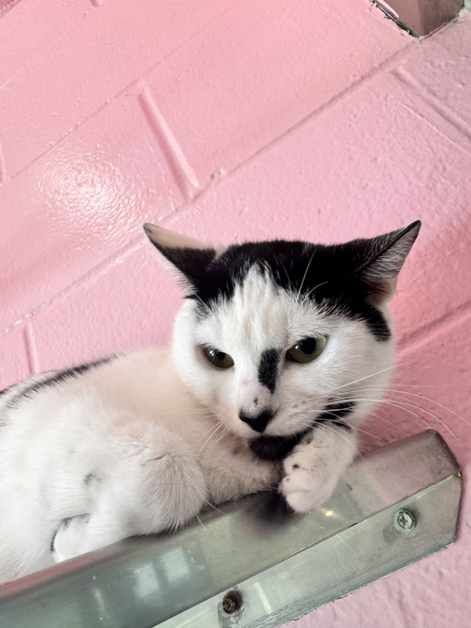 Adoptable Cats – SPCA