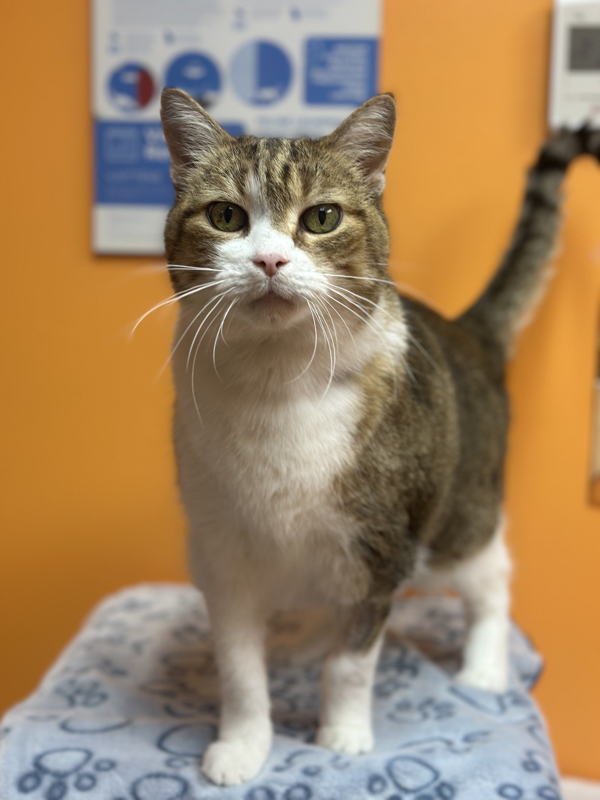 Adoptable Cats – SPCA