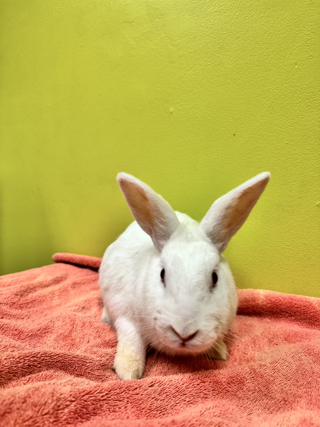 Adoptable Small Animals – SPCA