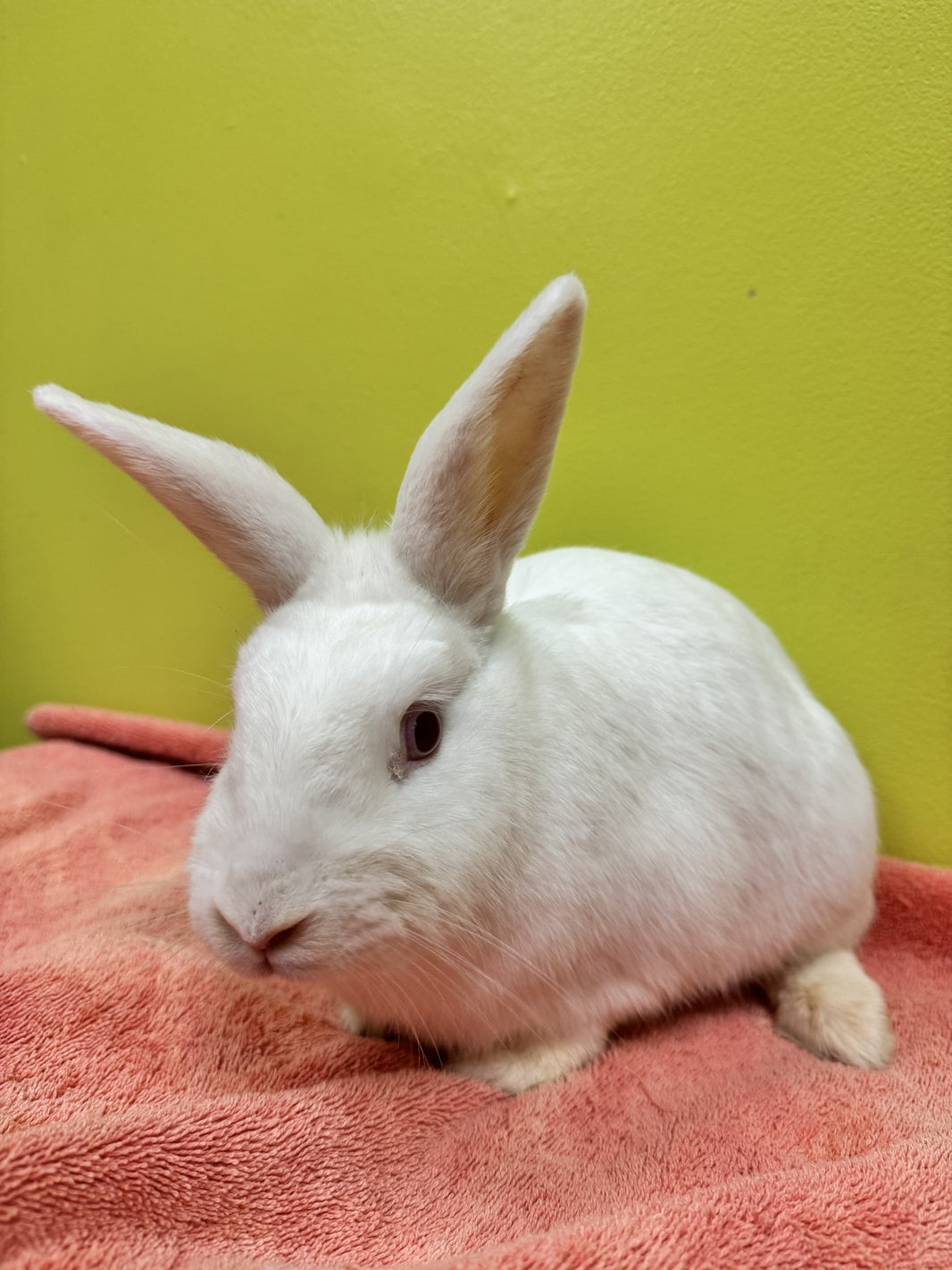 Adoptable Small Animals – SPCA
