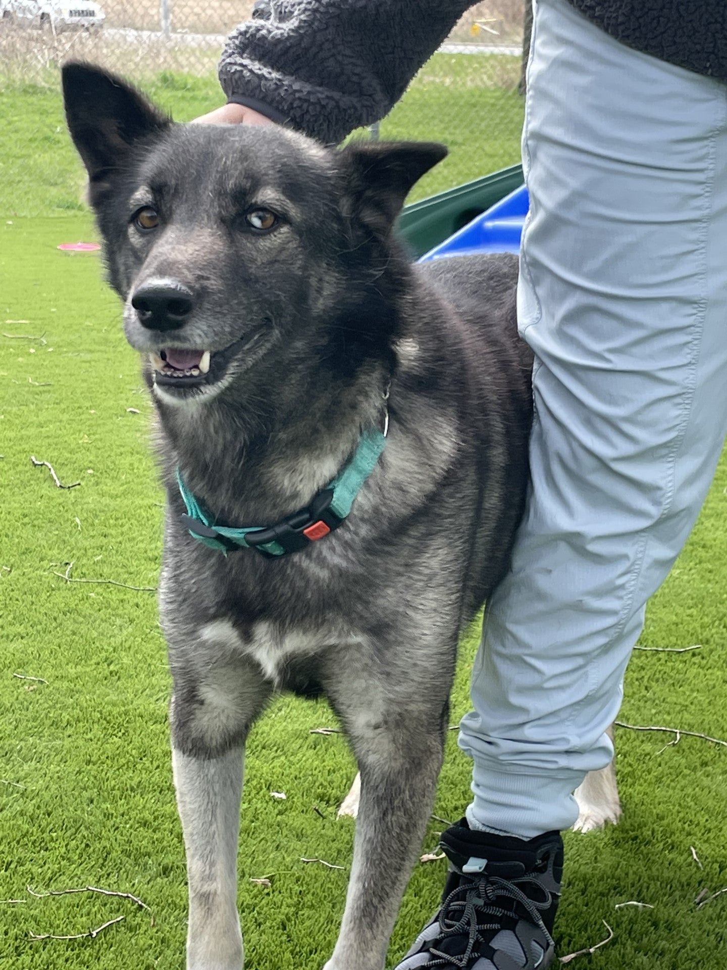 Adoptable Dogs – SPCA
