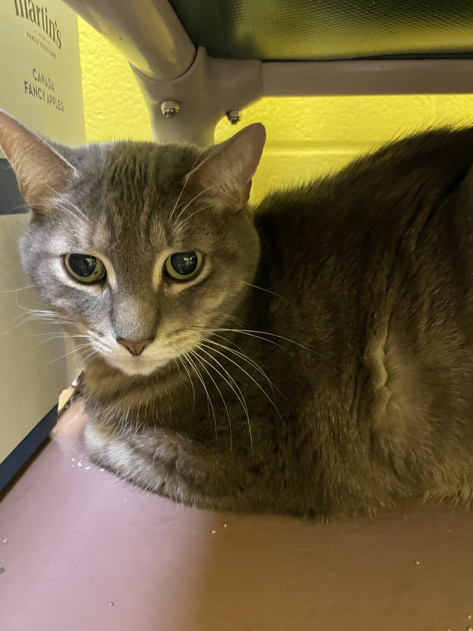 Adoptable Cats – SPCA