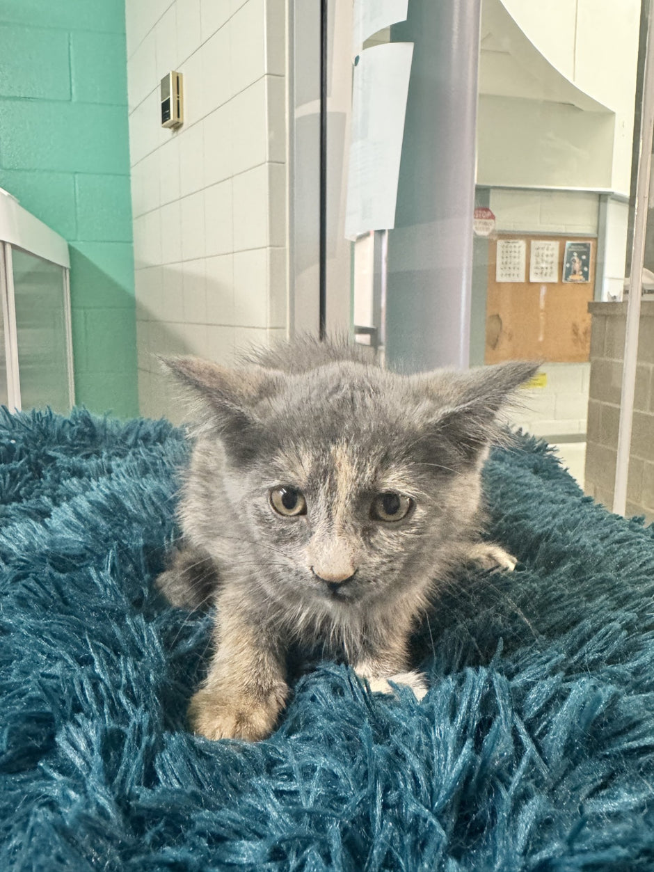 Adoptable Cats – SPCA