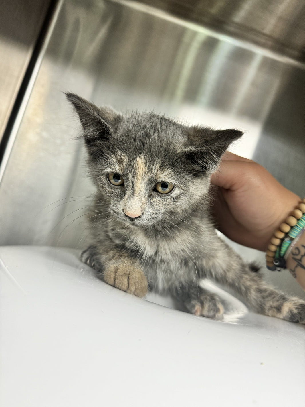 Adoptable Cats – SPCA