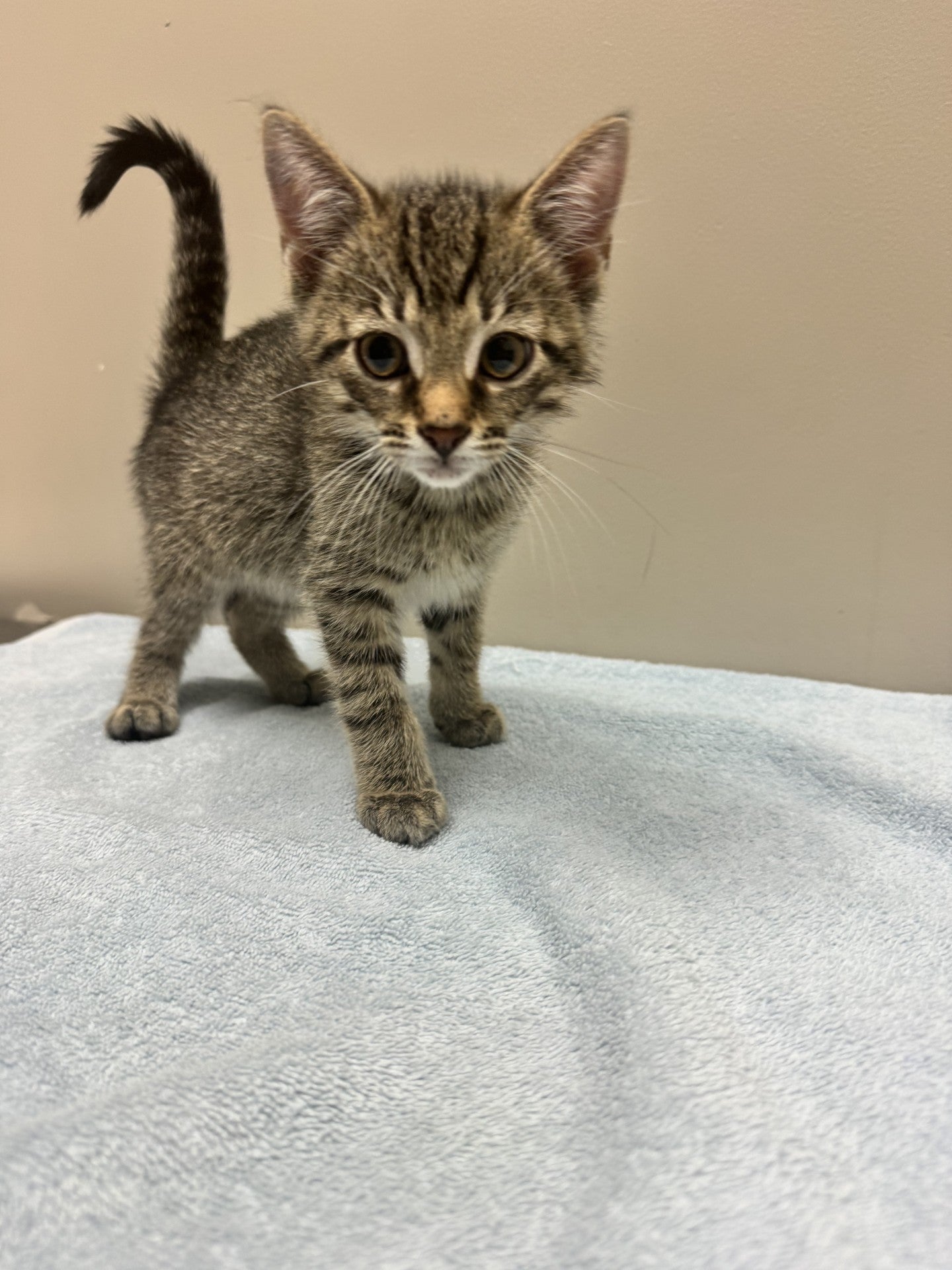 Adoptable Cats – SPCA