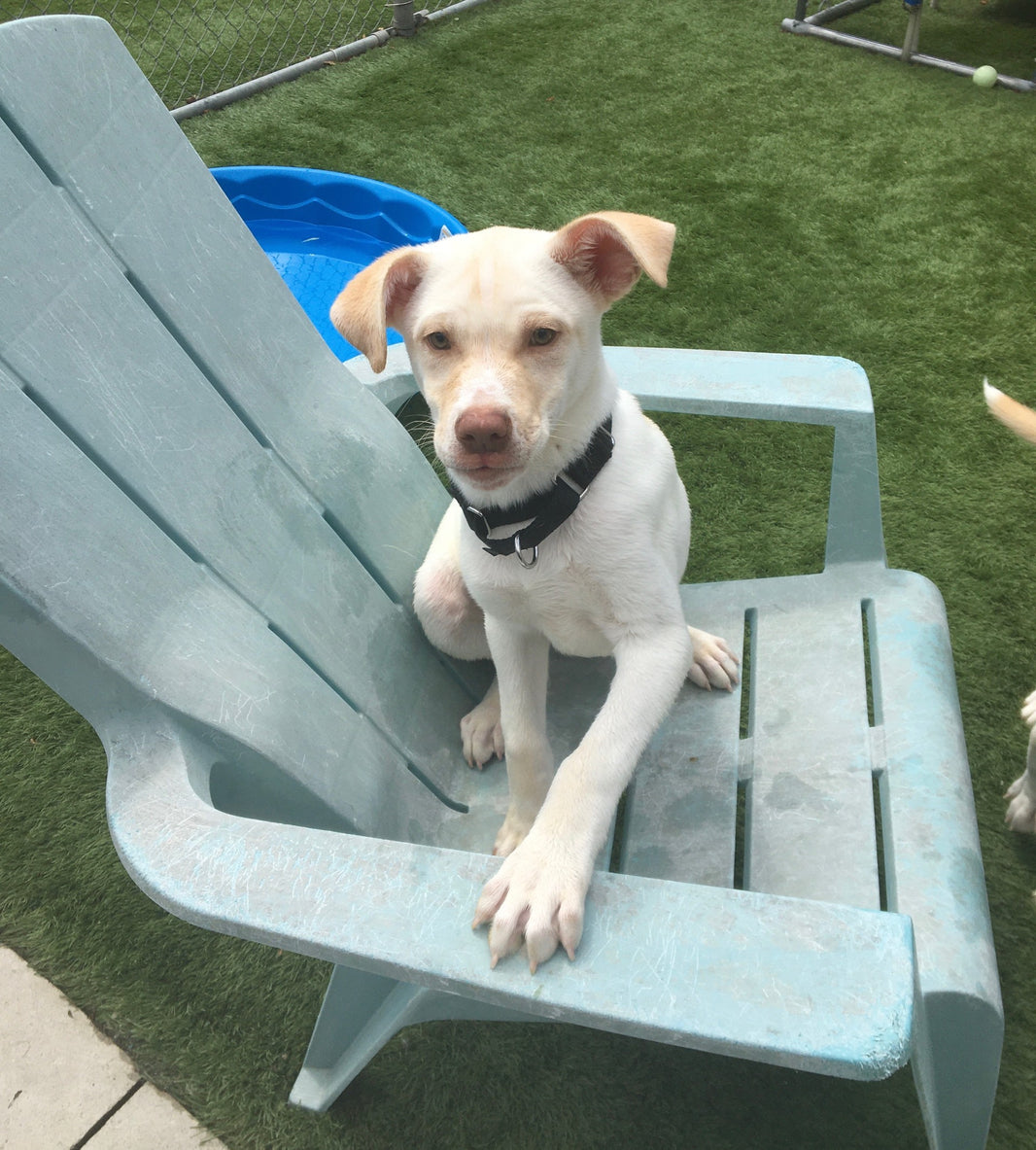 Adoptable Dogs – SPCA