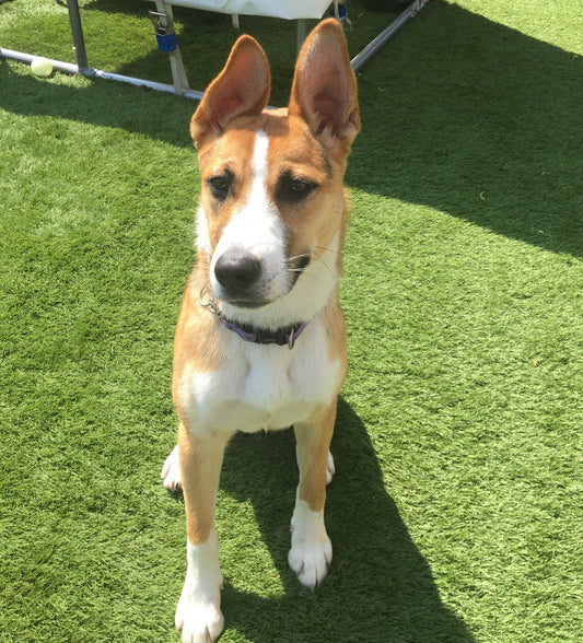 Adoptable Dogs – SPCA