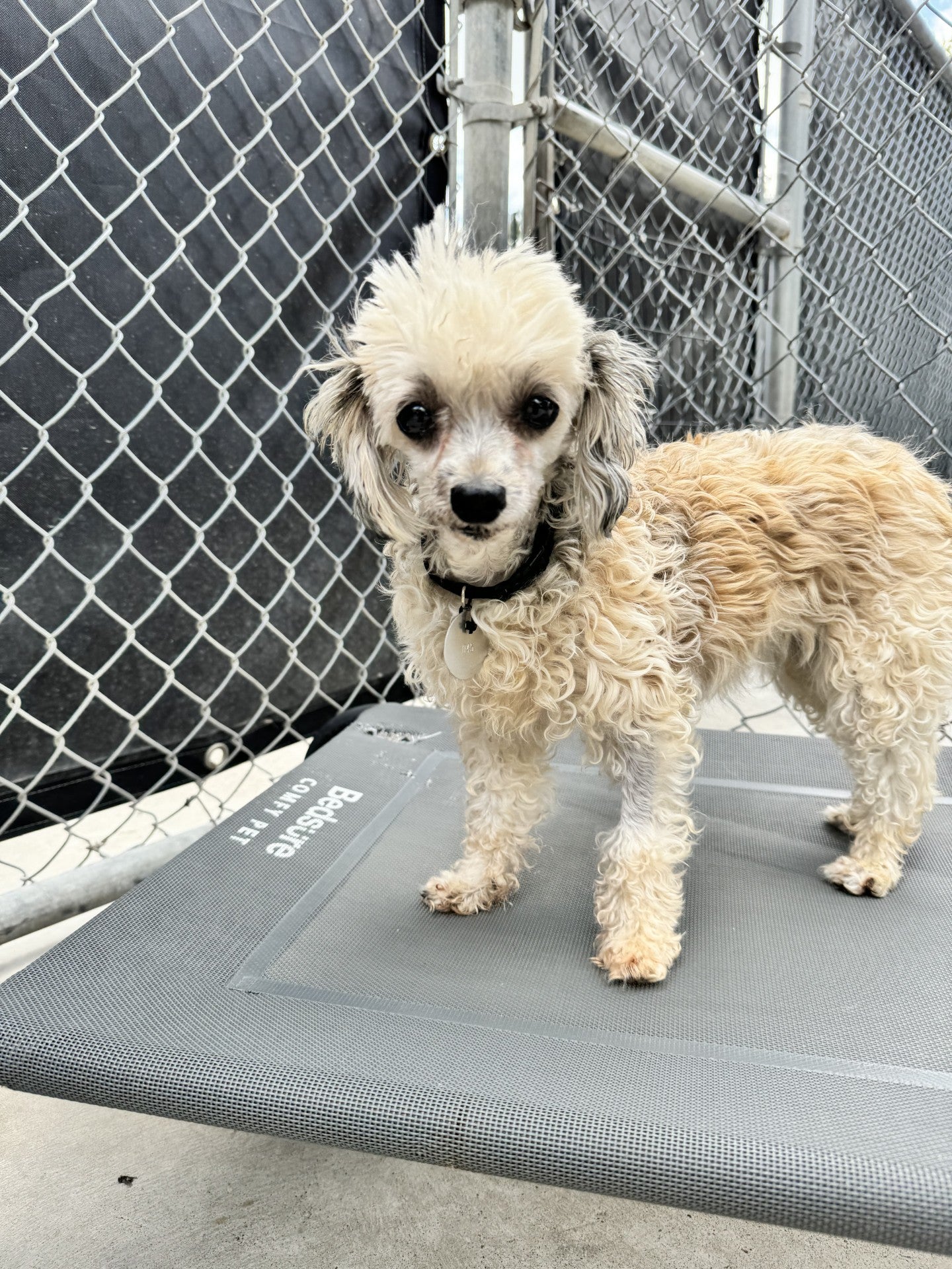 Adoptable Dogs – SPCA