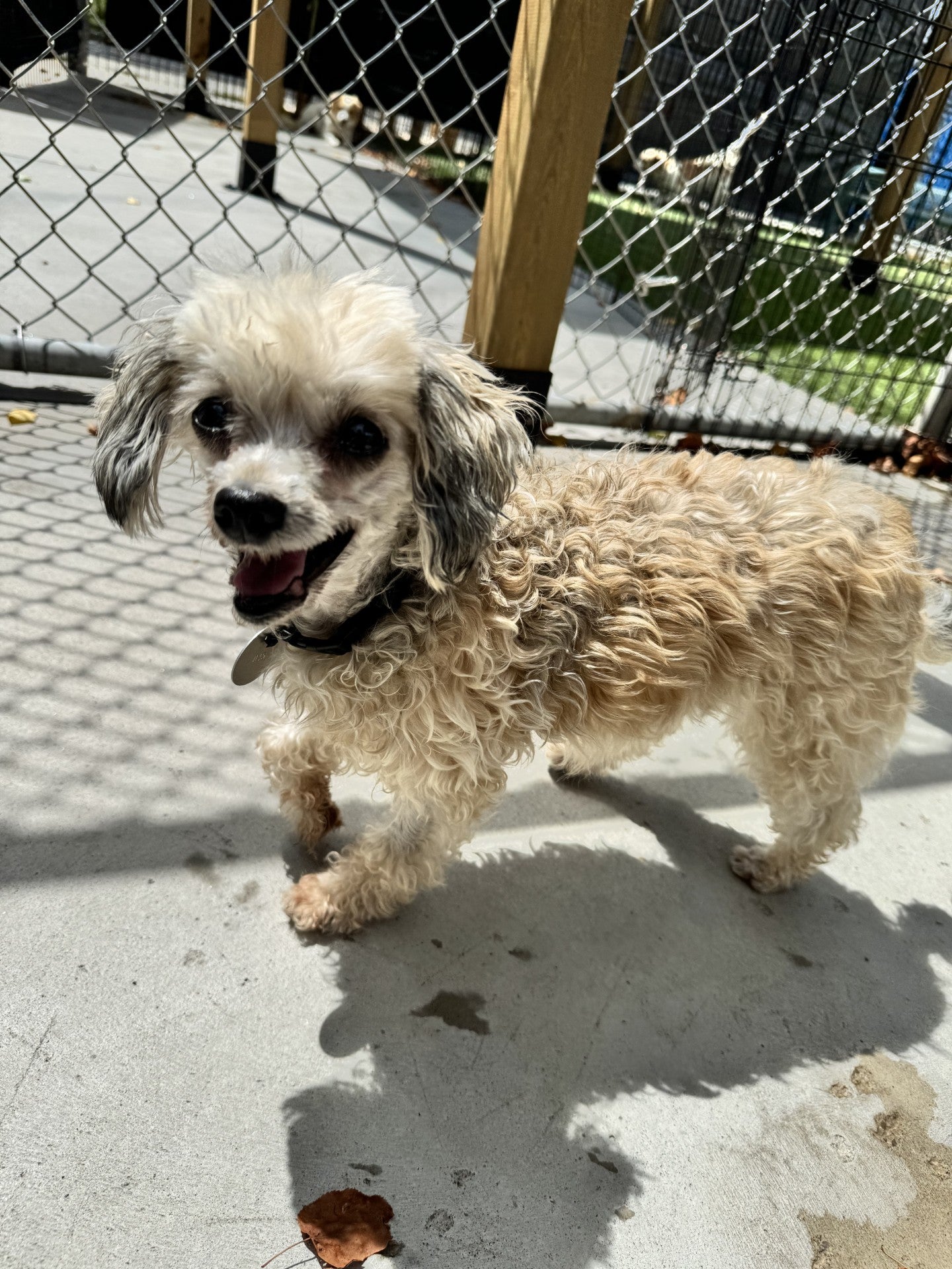 Adoptable Dogs – SPCA