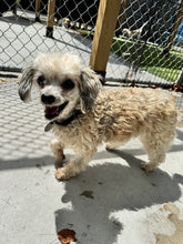 Adoptable Dogs – SPCA