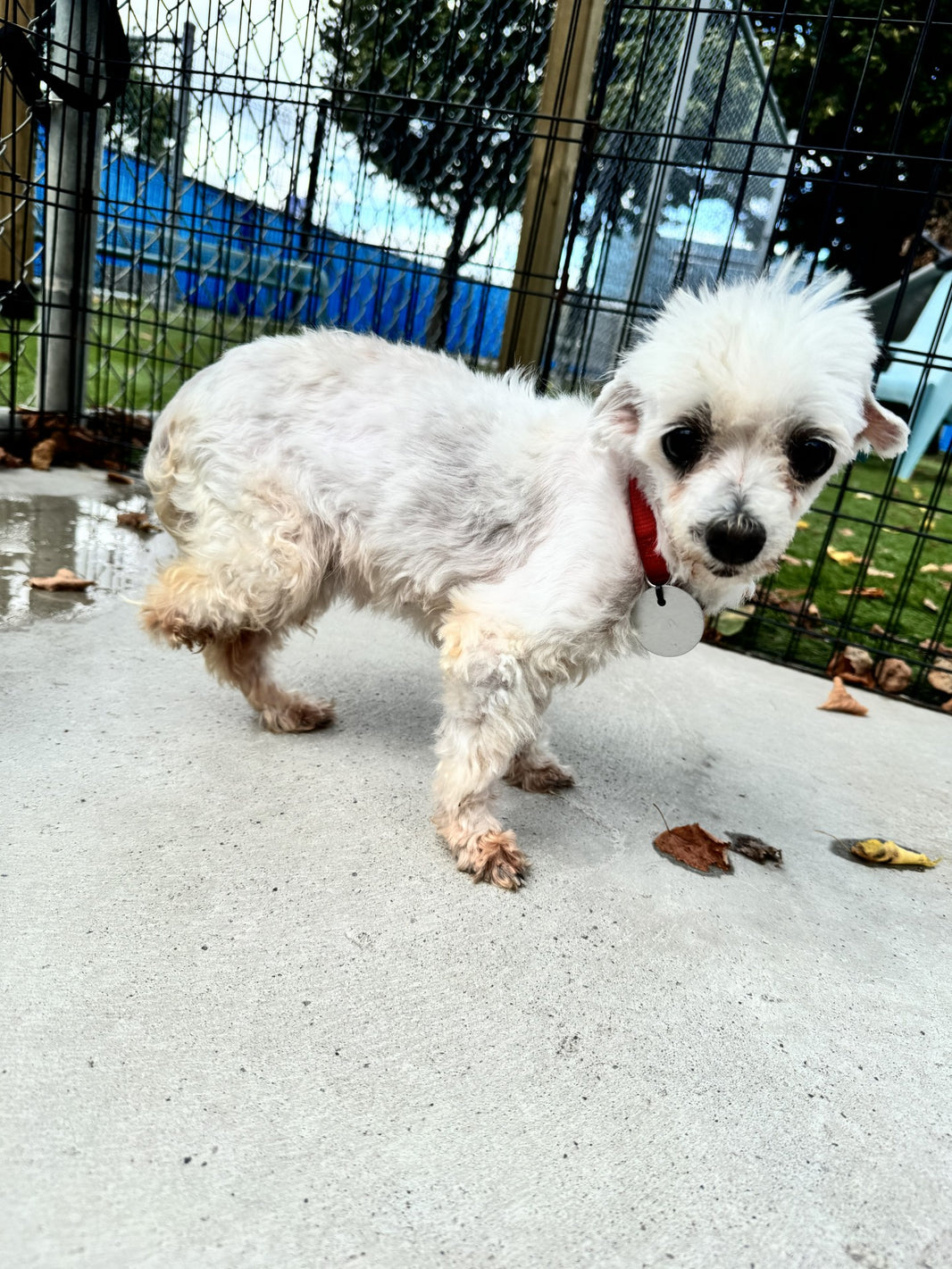 Adoptable Dogs – SPCA