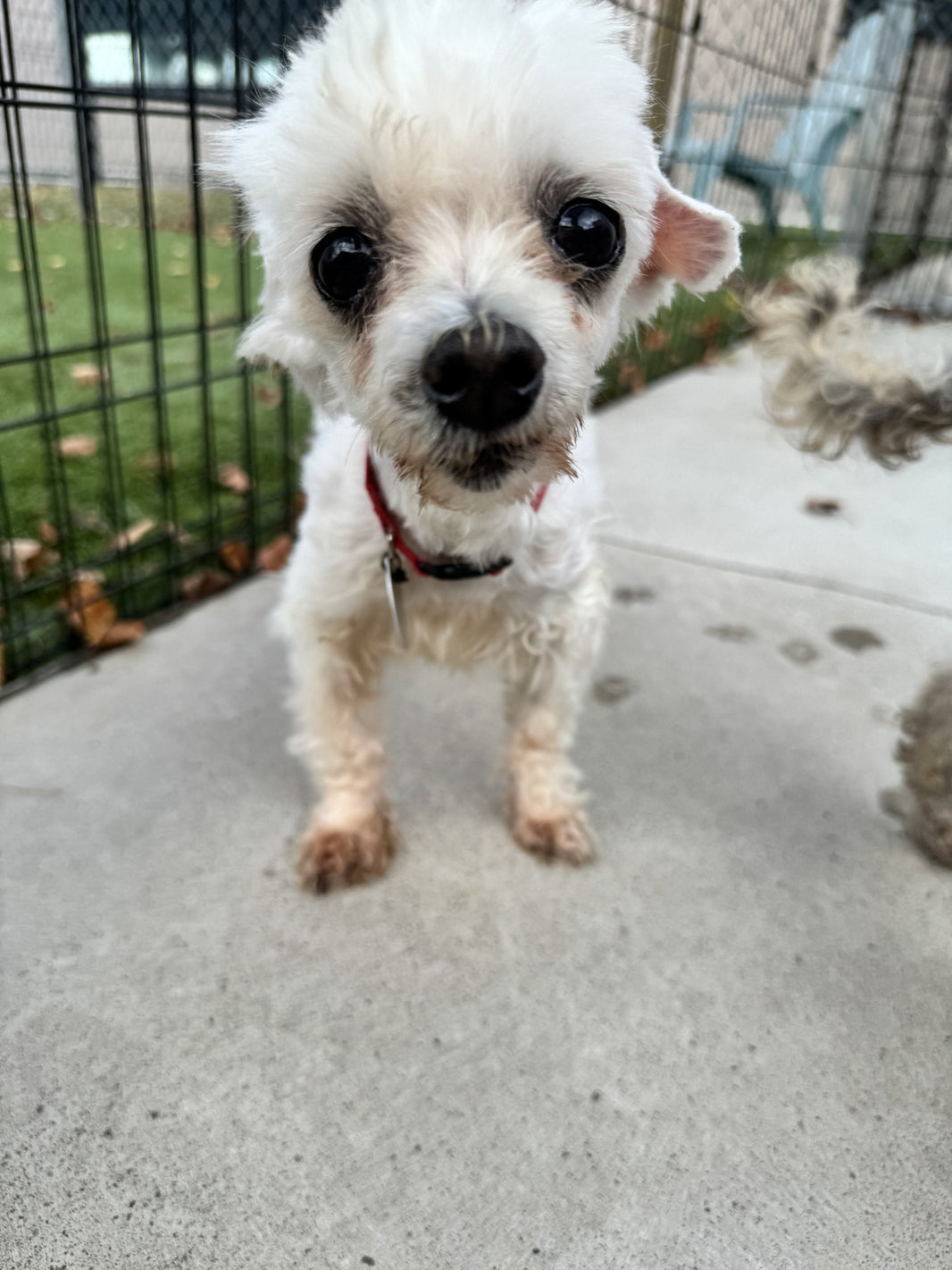 Adoptable Dogs – SPCA