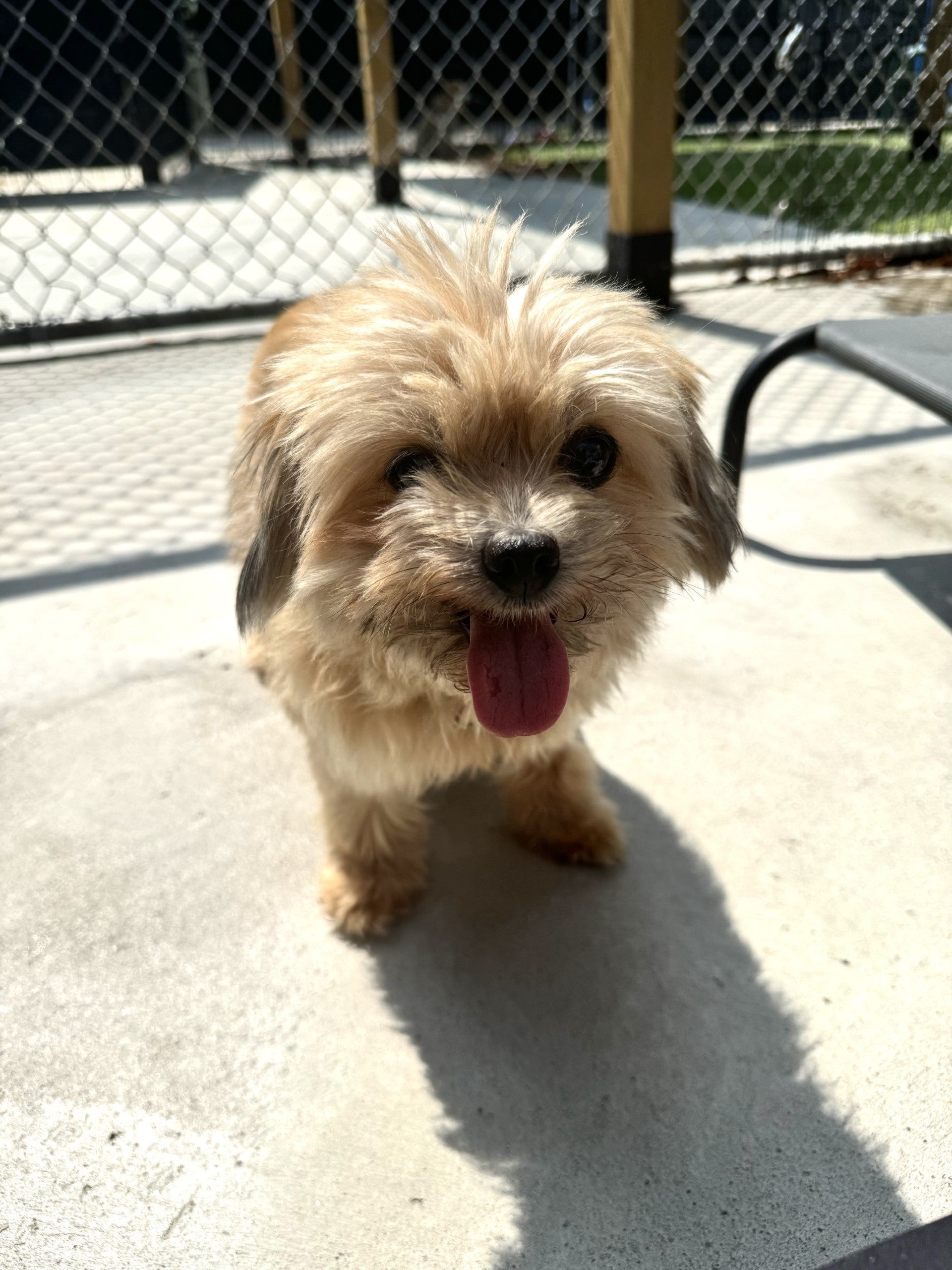 Adoptable Dogs – SPCA