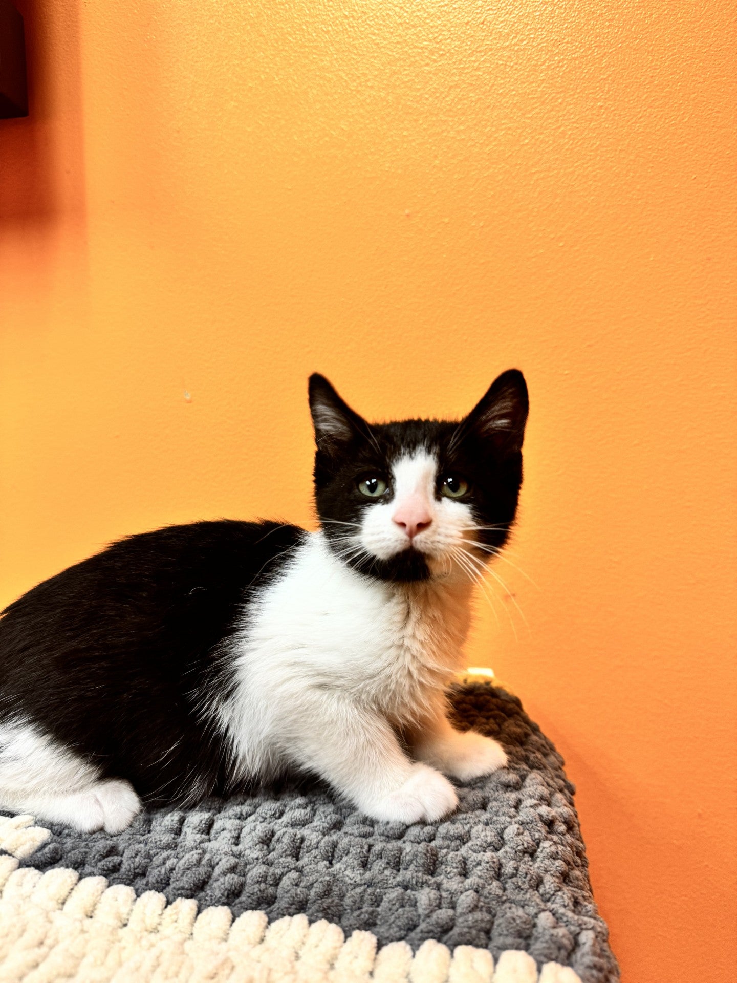 Adoptable Cats – SPCA