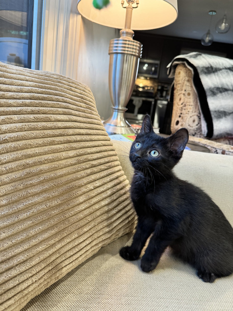 Adoptable Cats – SPCA