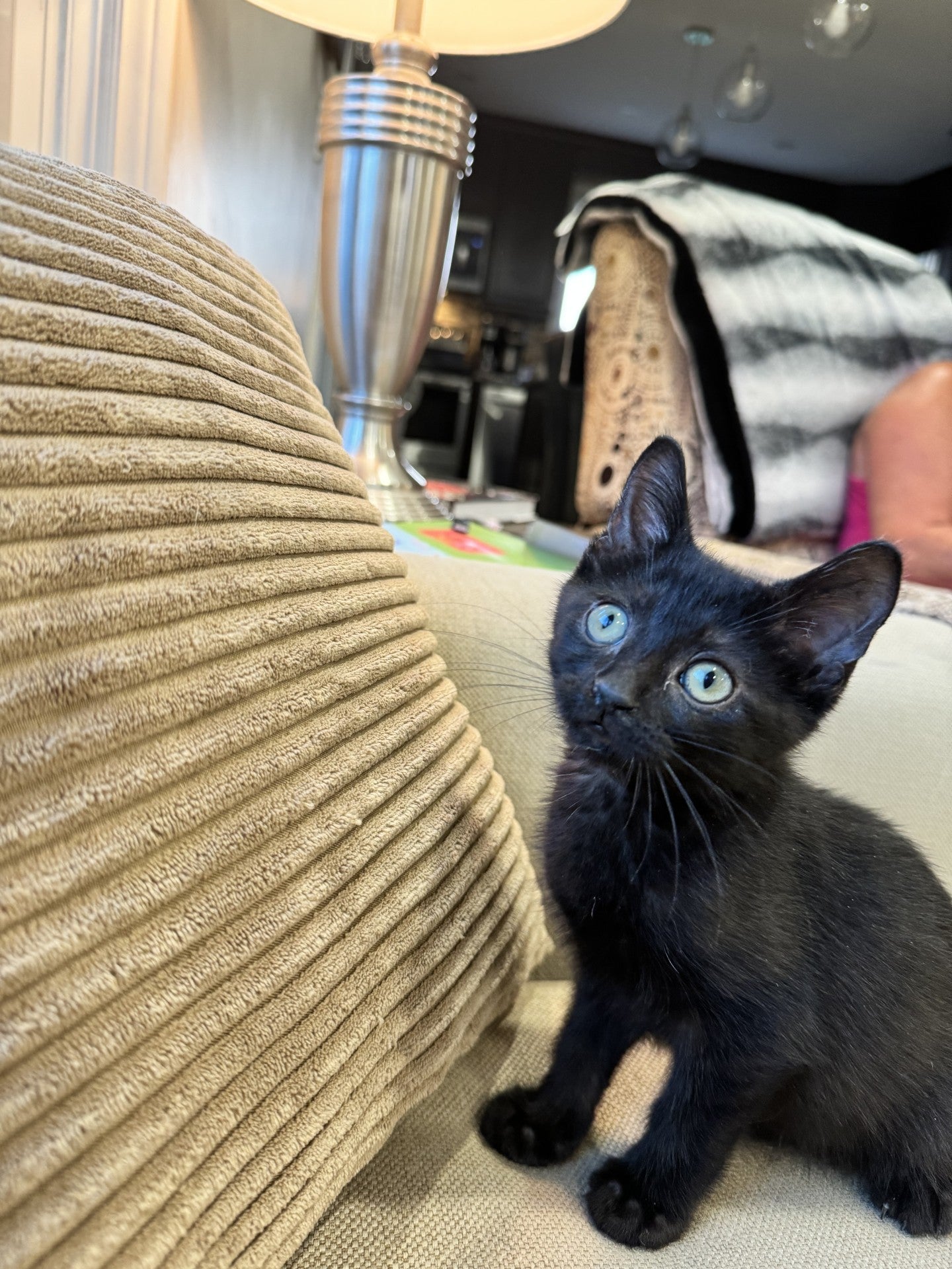 Adoptable Cats – SPCA
