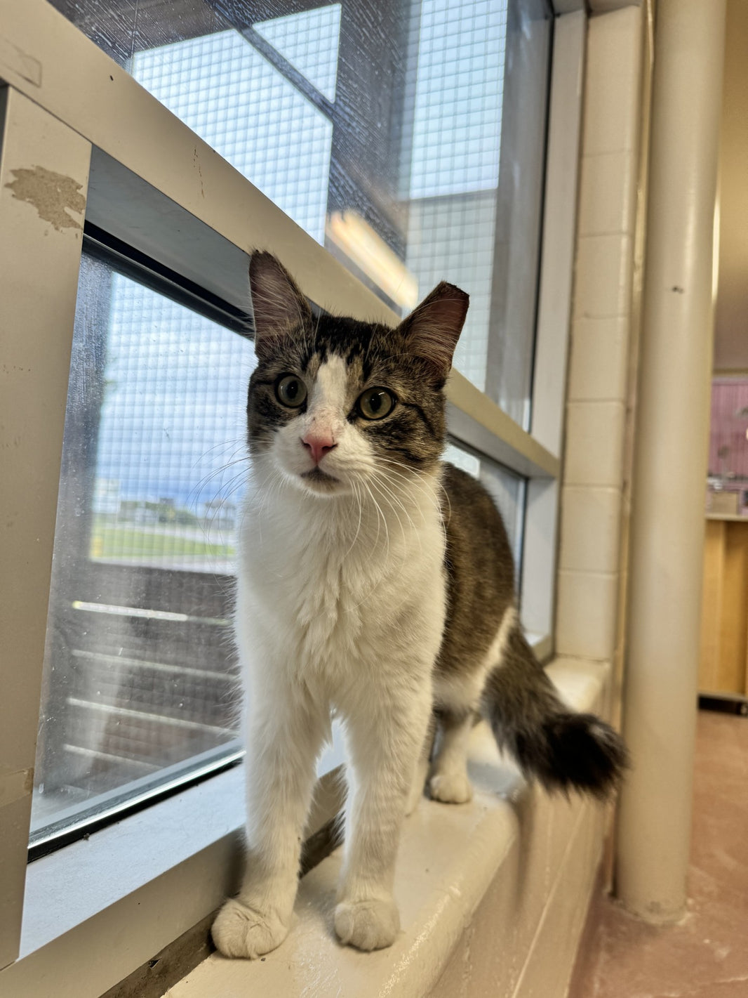Adoptable Cats – SPCA