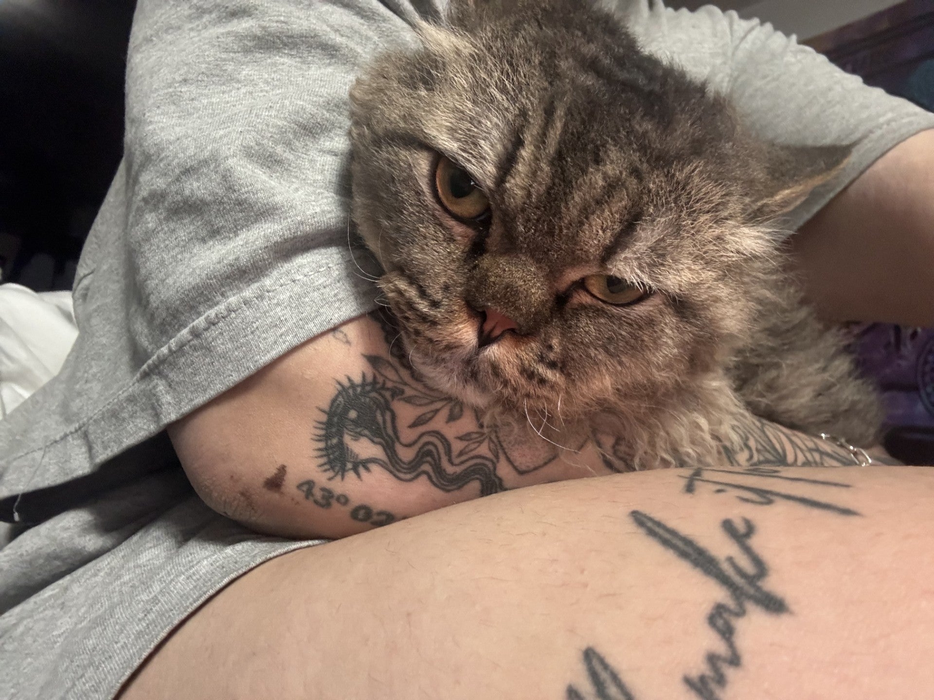 Adoptable Cats – SPCA