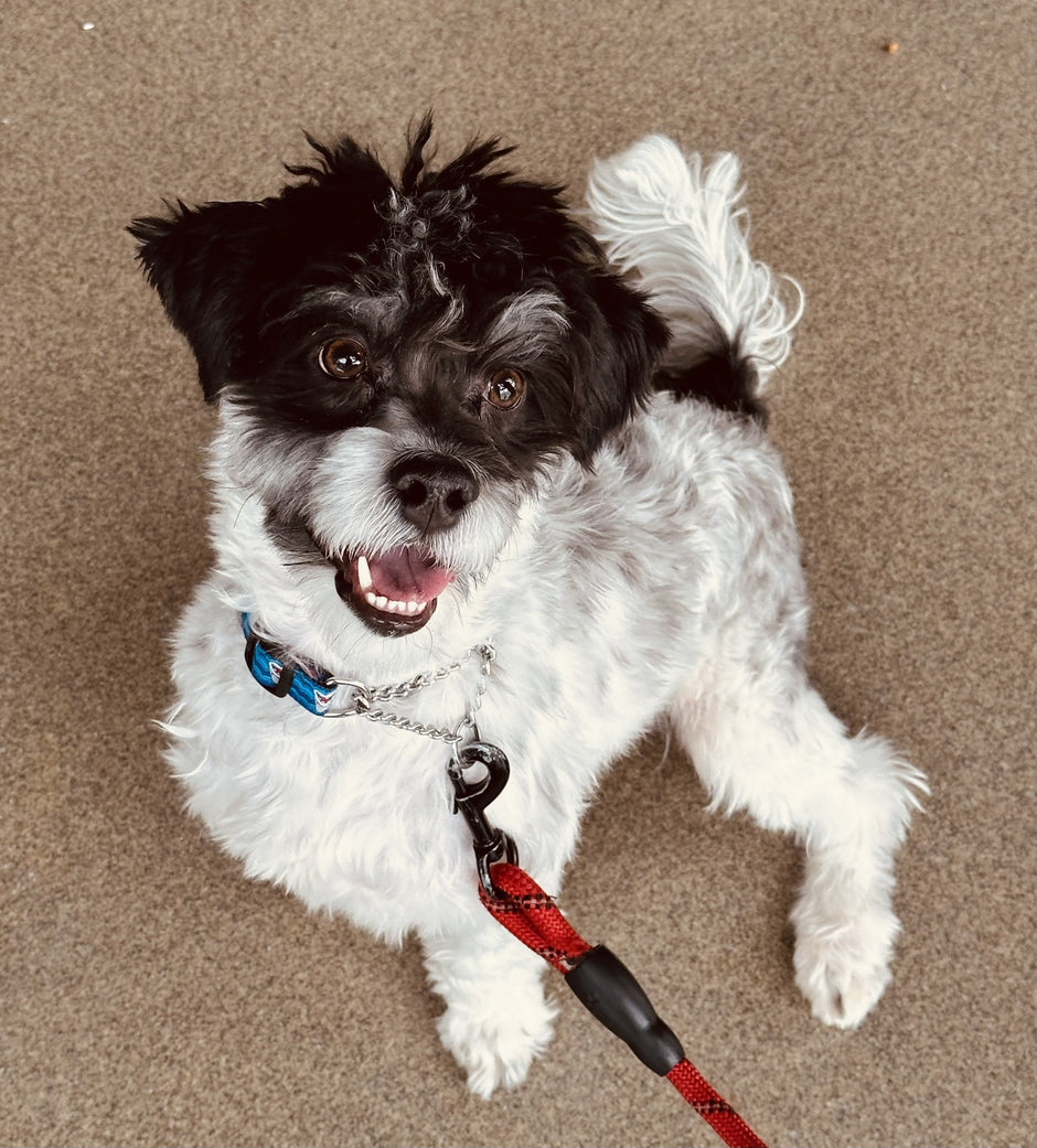 Adoptable Dogs – SPCA