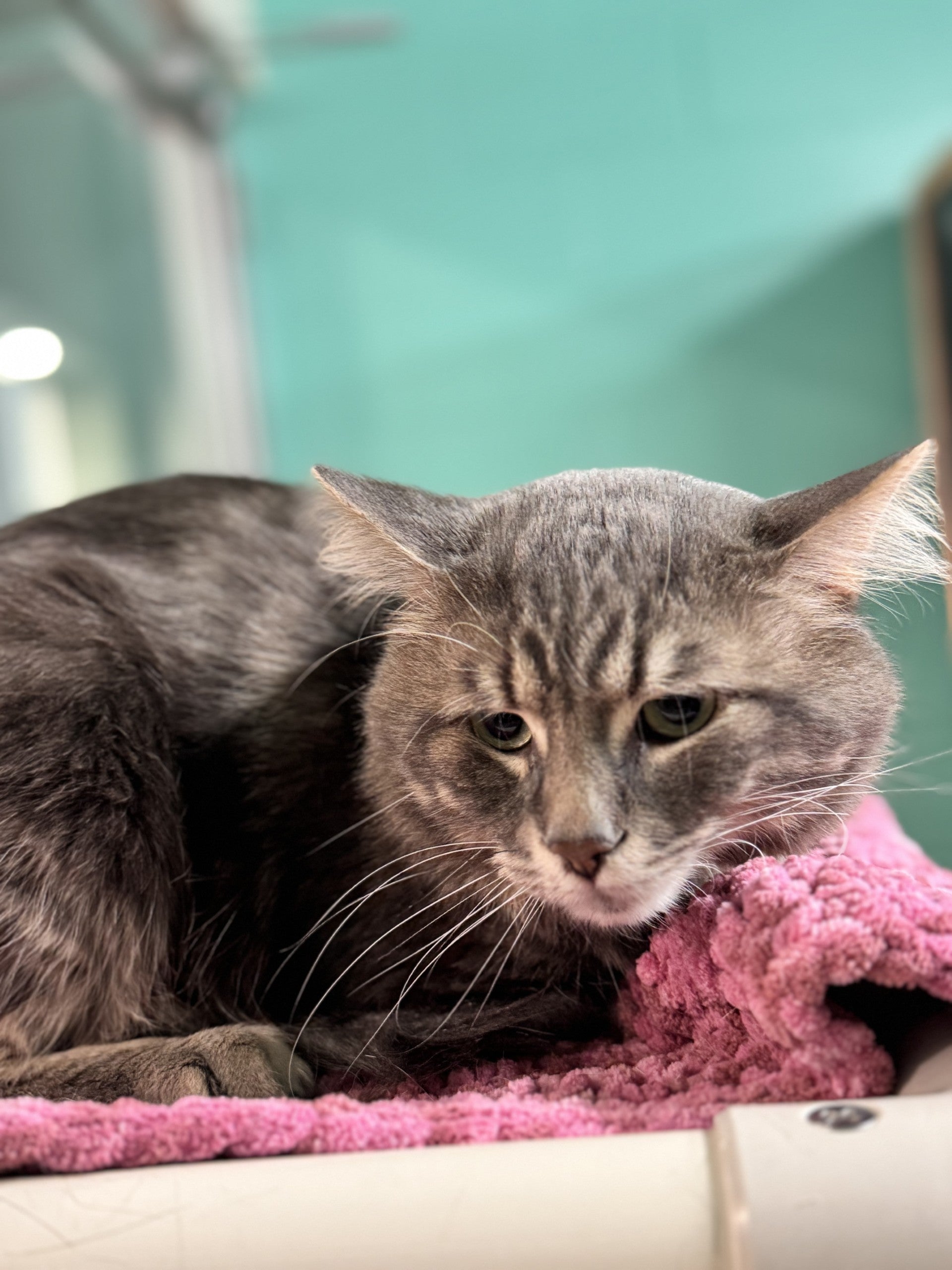 Adoptable Cats – SPCA