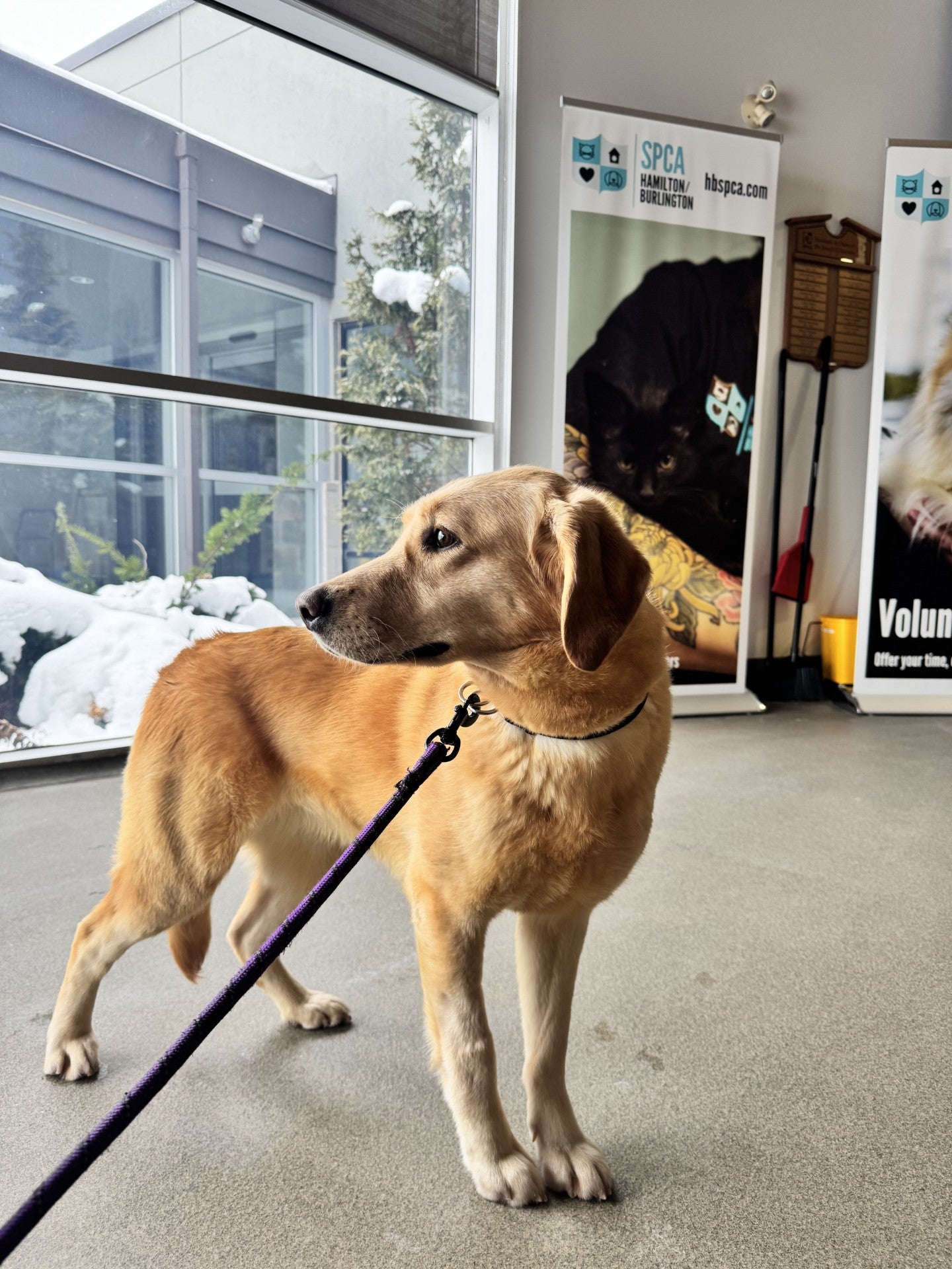 Adoptable Dogs – SPCA