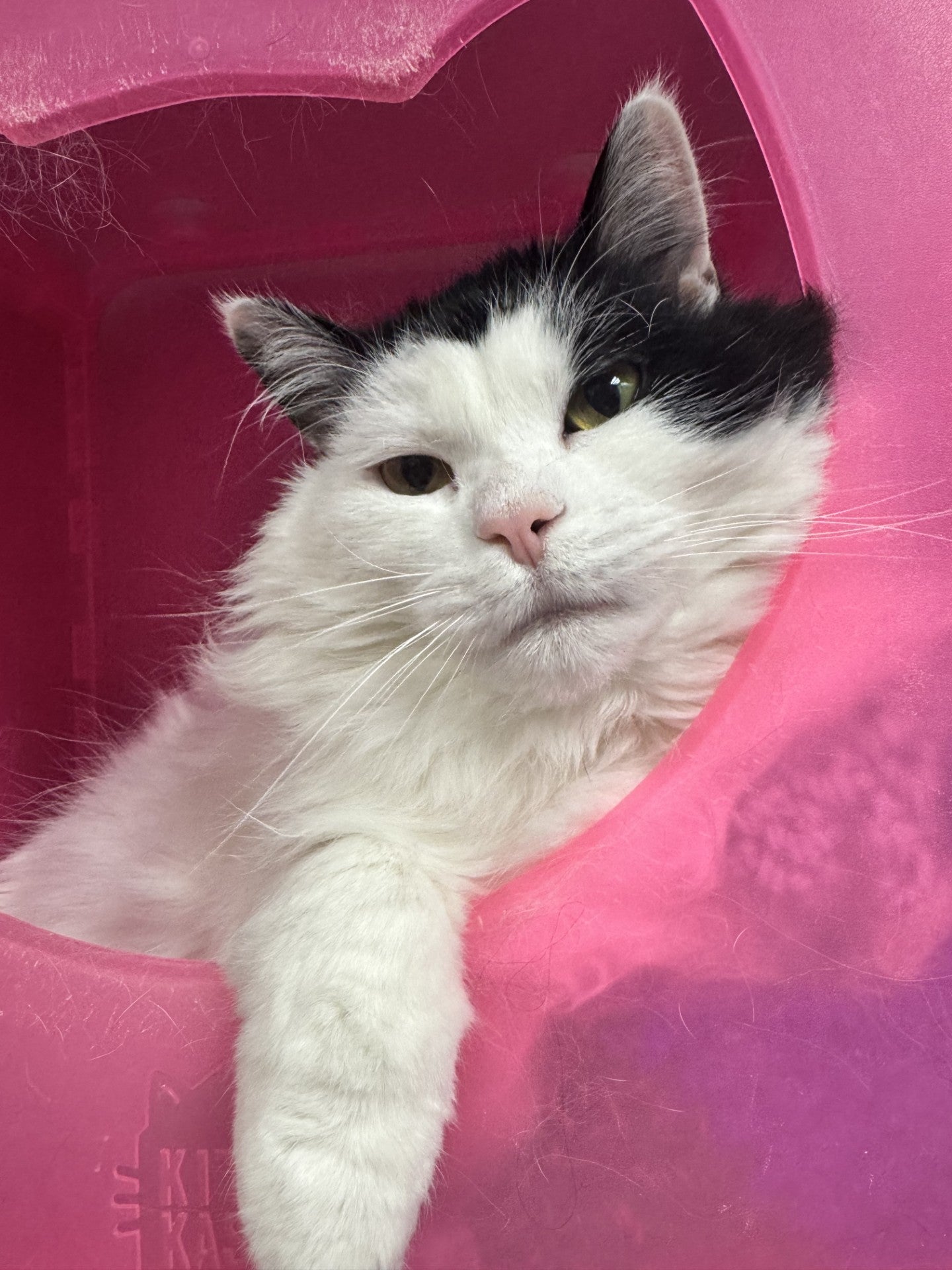 Adoptable Cats – SPCA