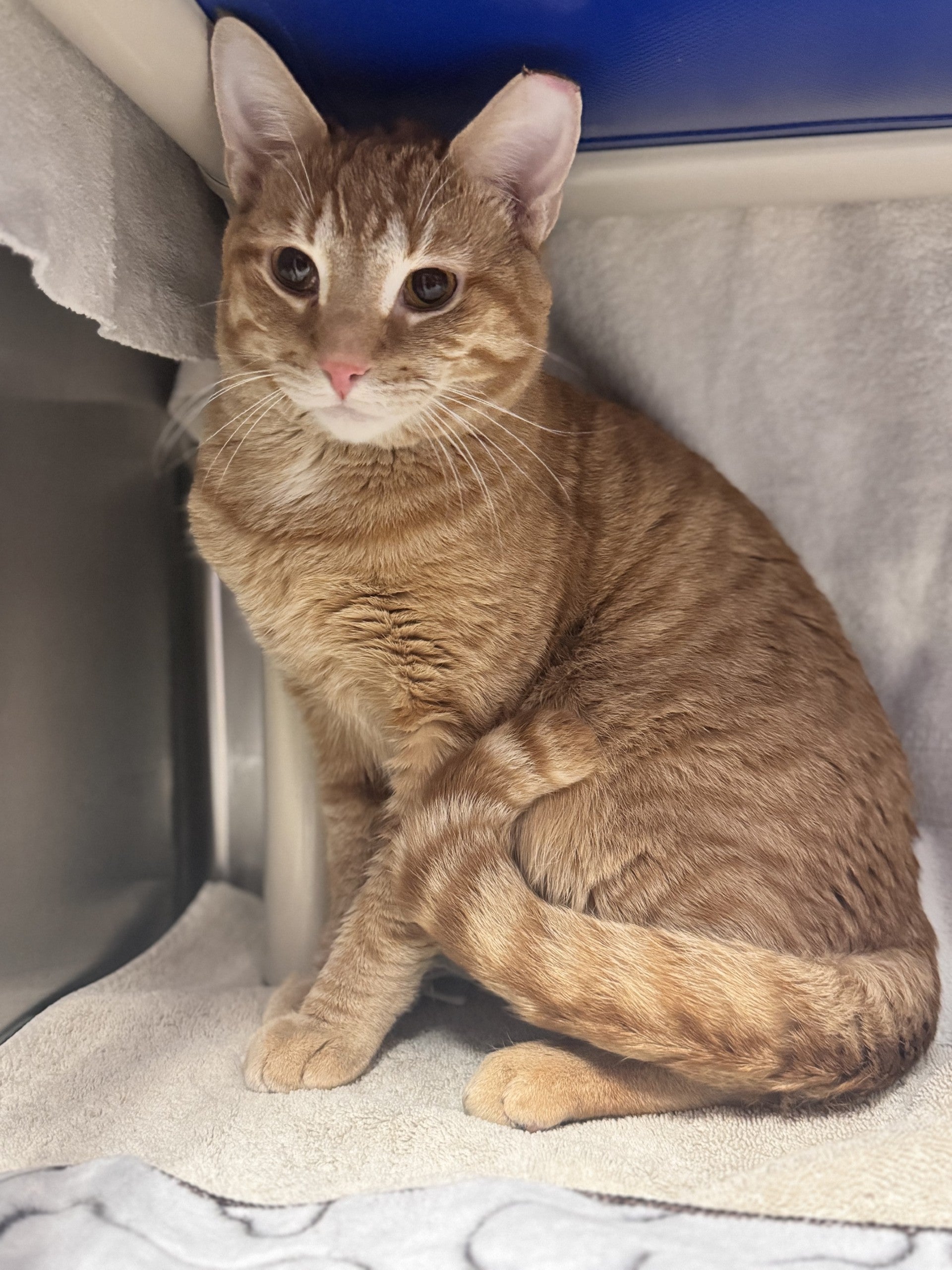 Adoptable Cats – SPCA