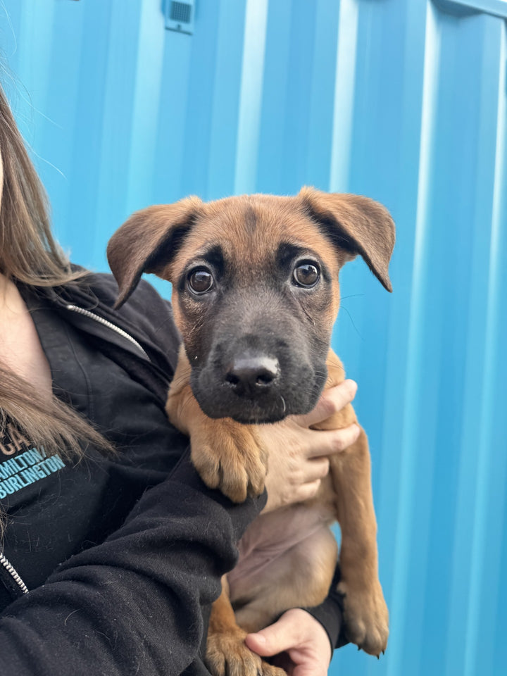 Adoptable Dogs – SPCA