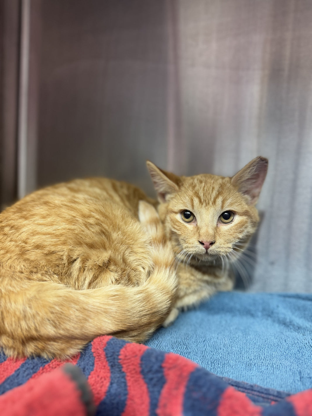 Adoptable Cats – SPCA