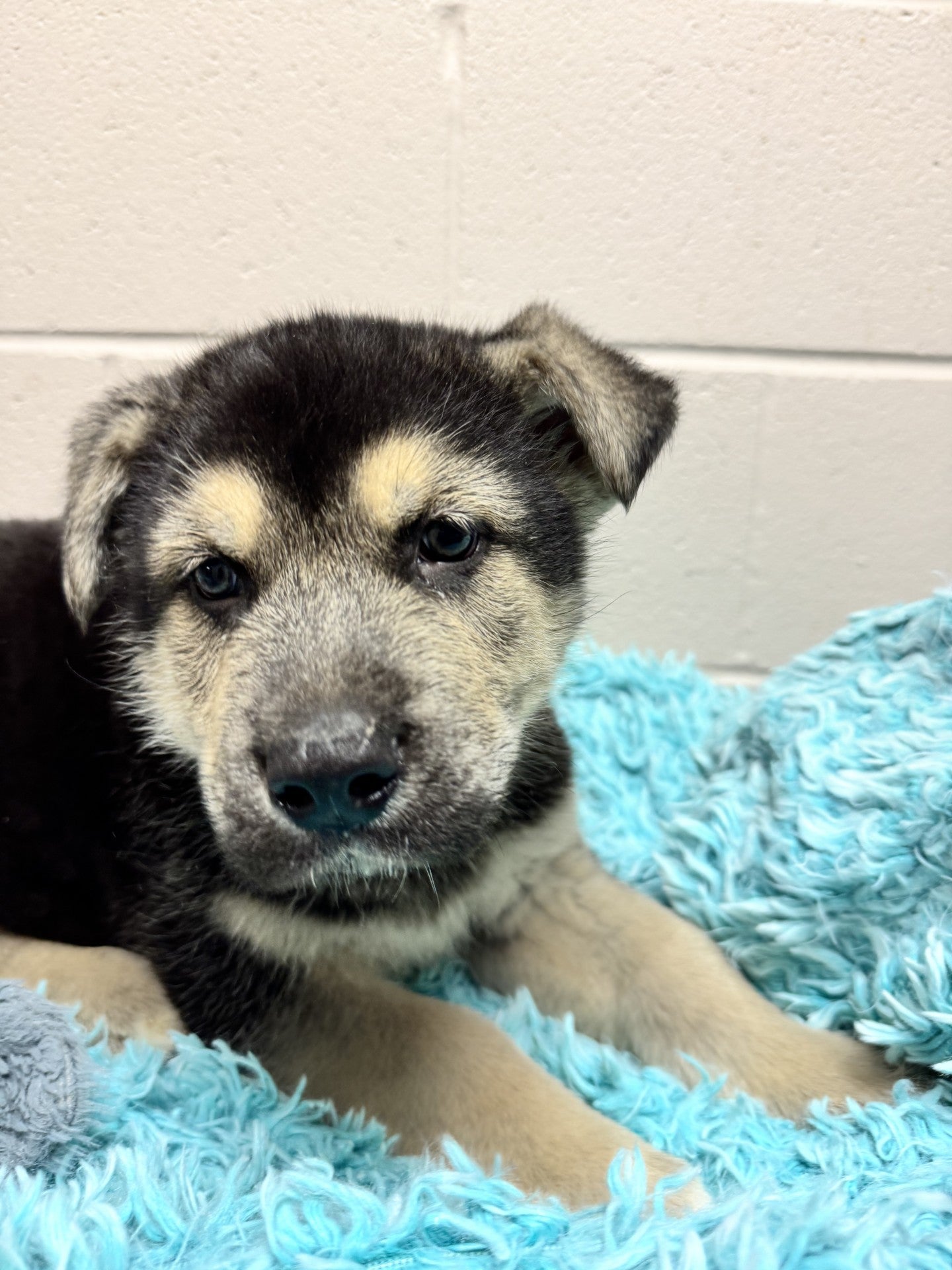 Adoptable Dogs – SPCA
