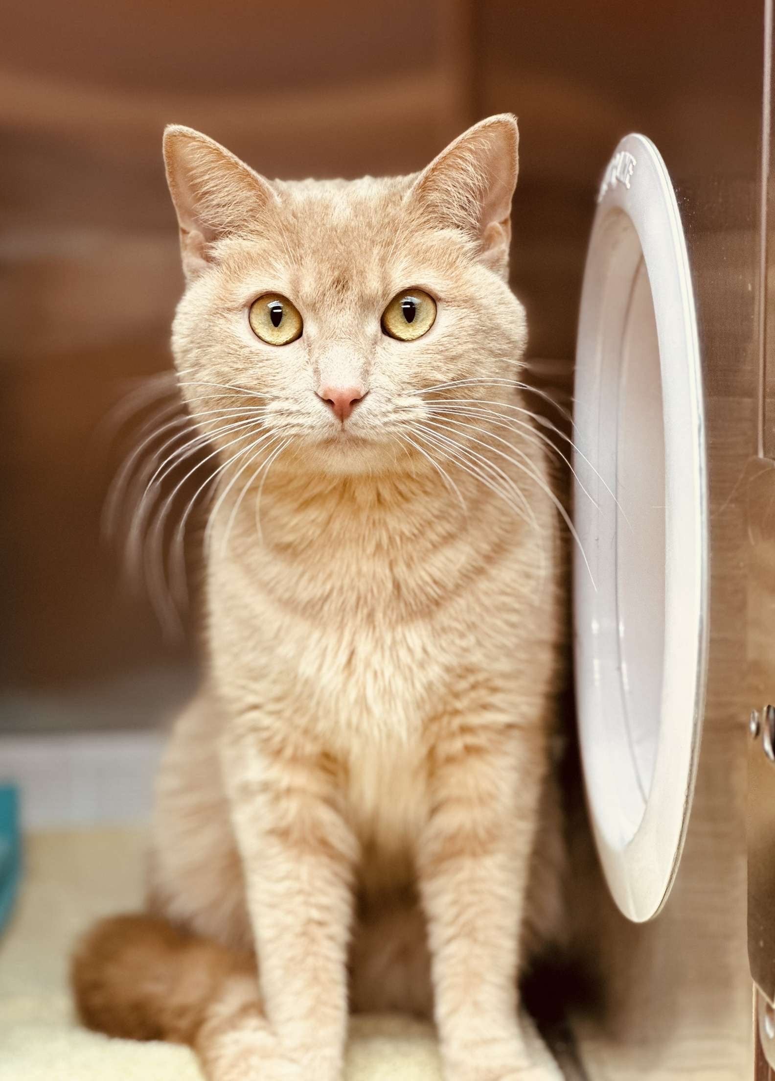 Adoptable Cats – SPCA