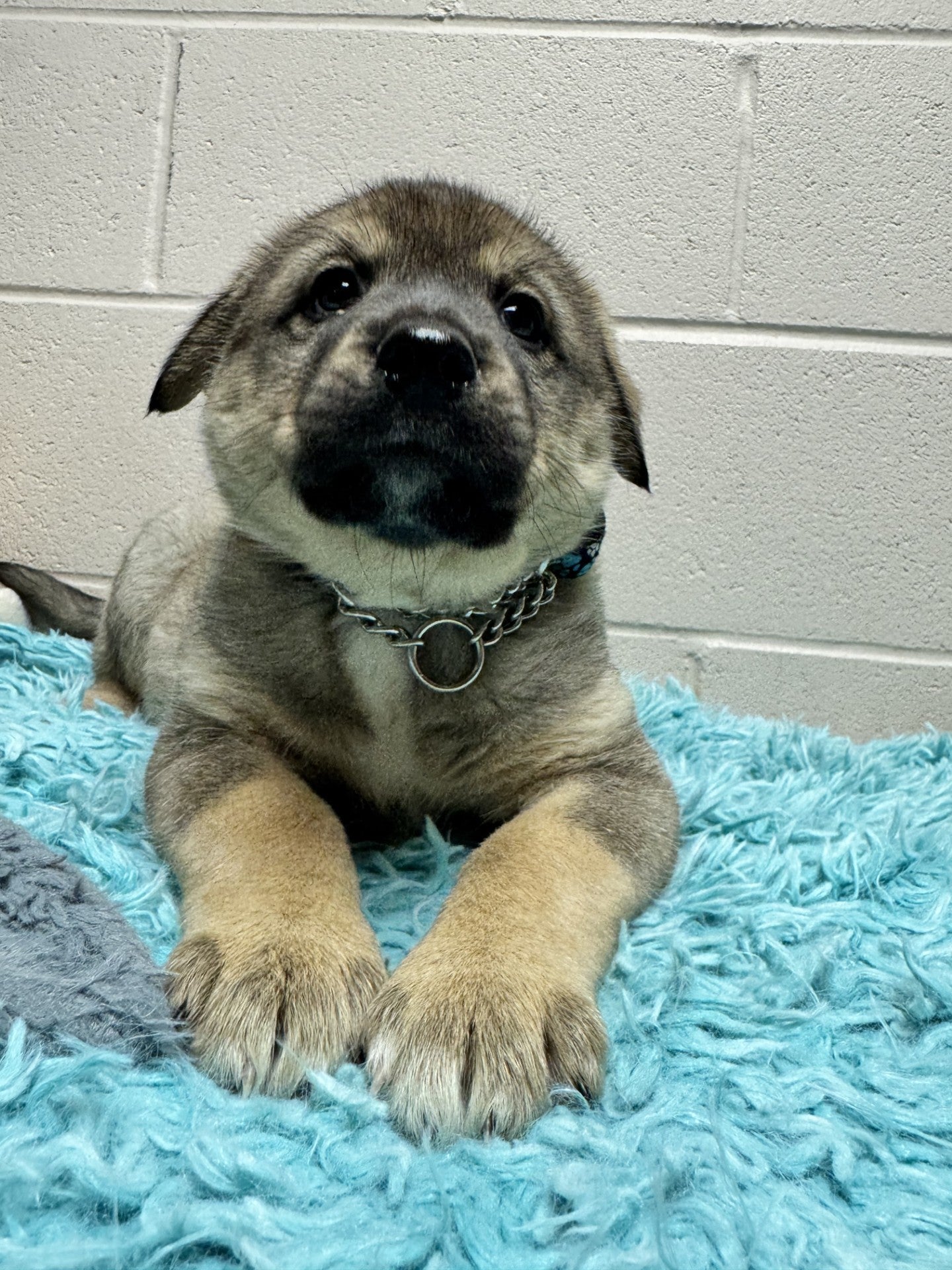 Adoptable Dogs – SPCA